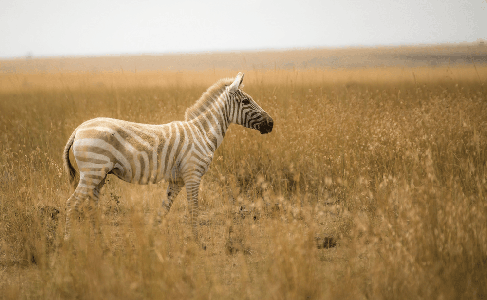 Very Very Rare Animals