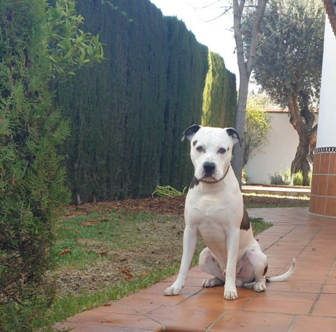 Angelottis - Perfil | OpenSea