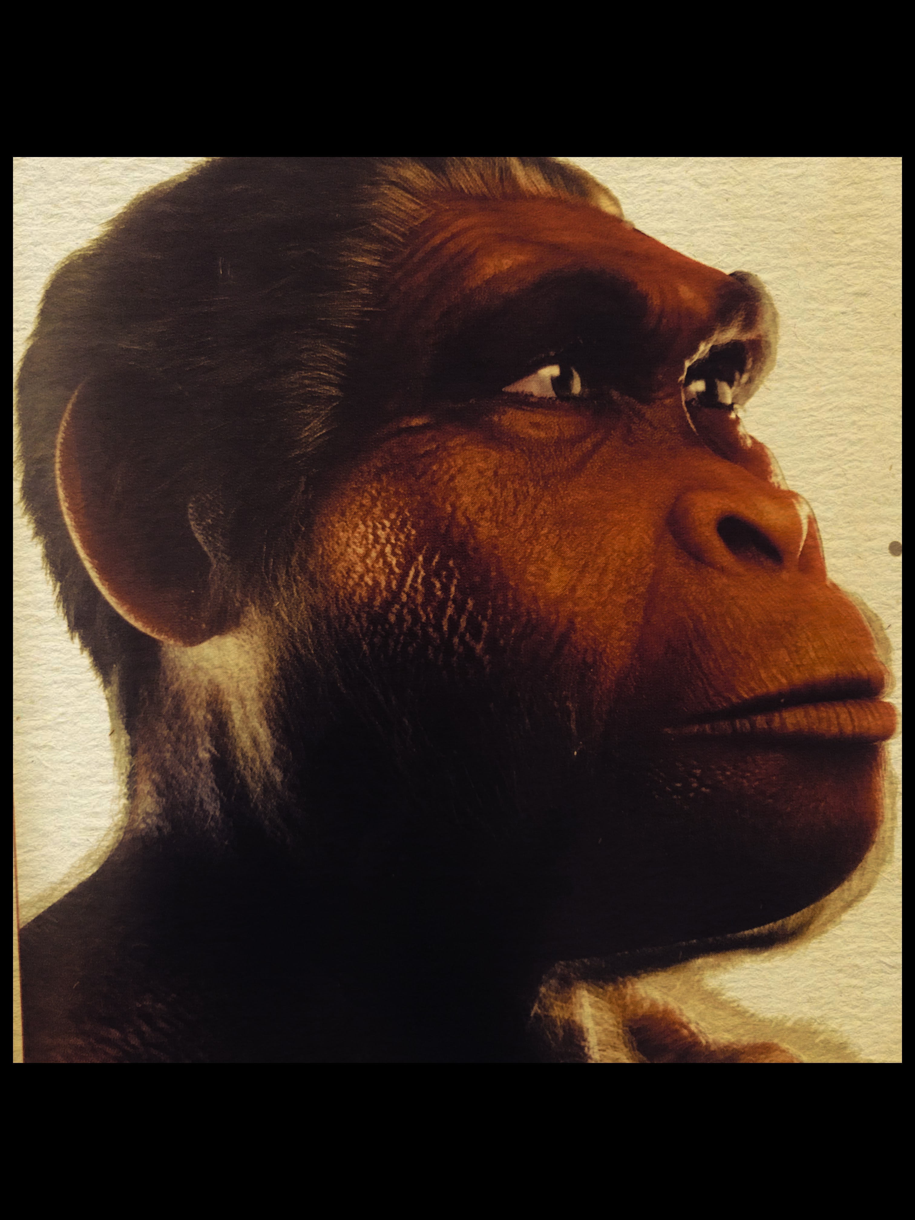 The first humans - Collection | OpenSea