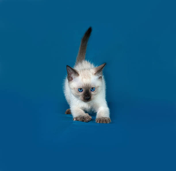 Kitty Worldwide Collection Opensea