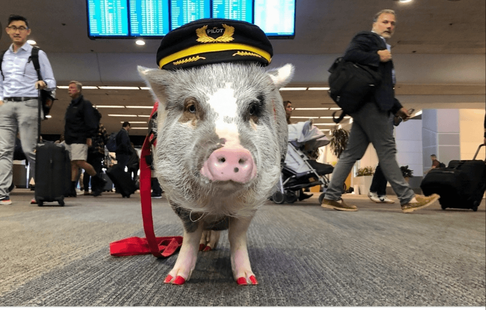 Pig expert - Collection | OpenSea