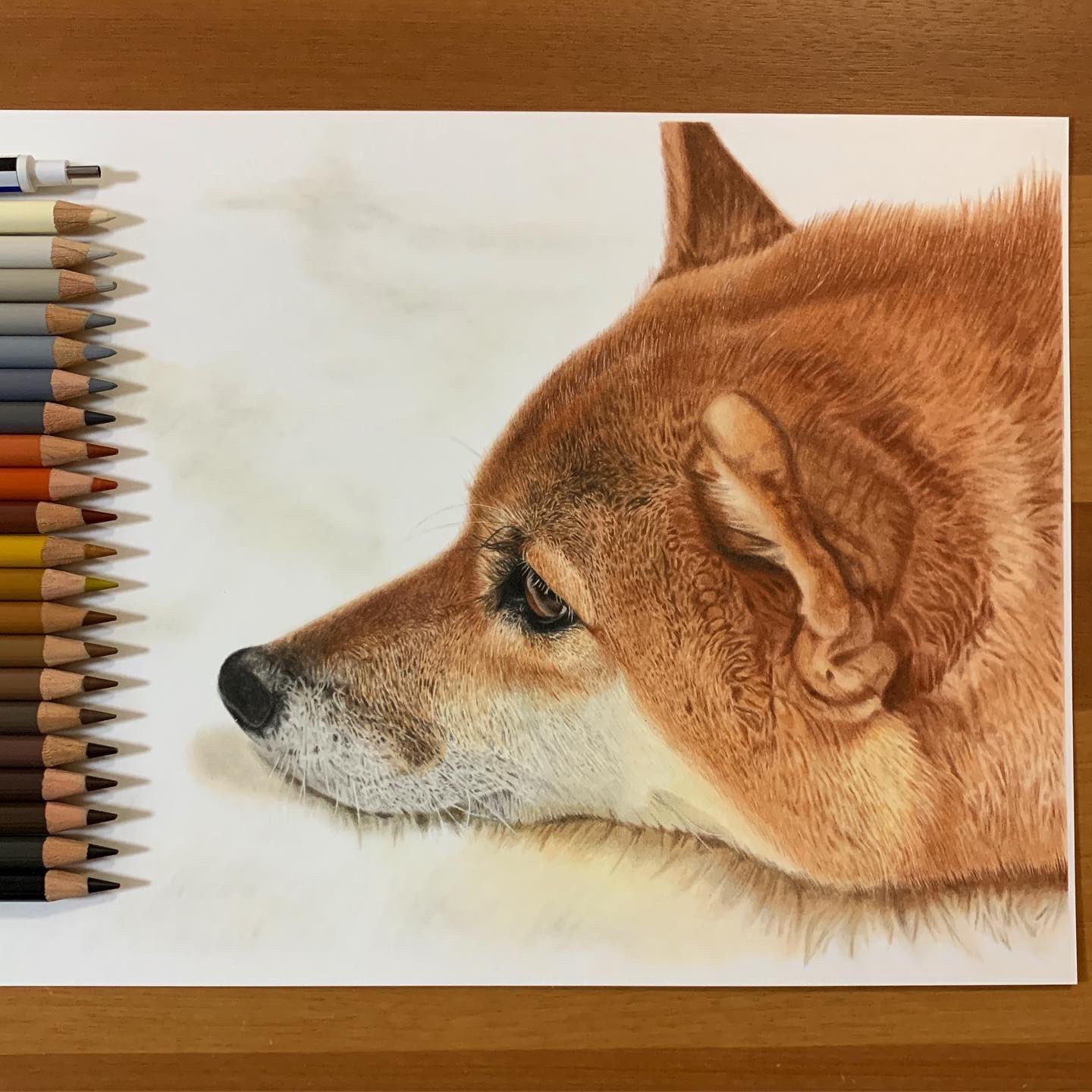 Shiba - cocomaru_art Collection | OpenSea
