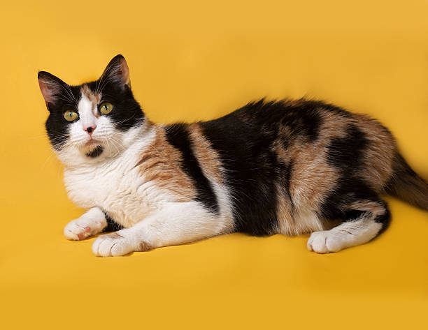 Kitty Worldwide Collection Opensea