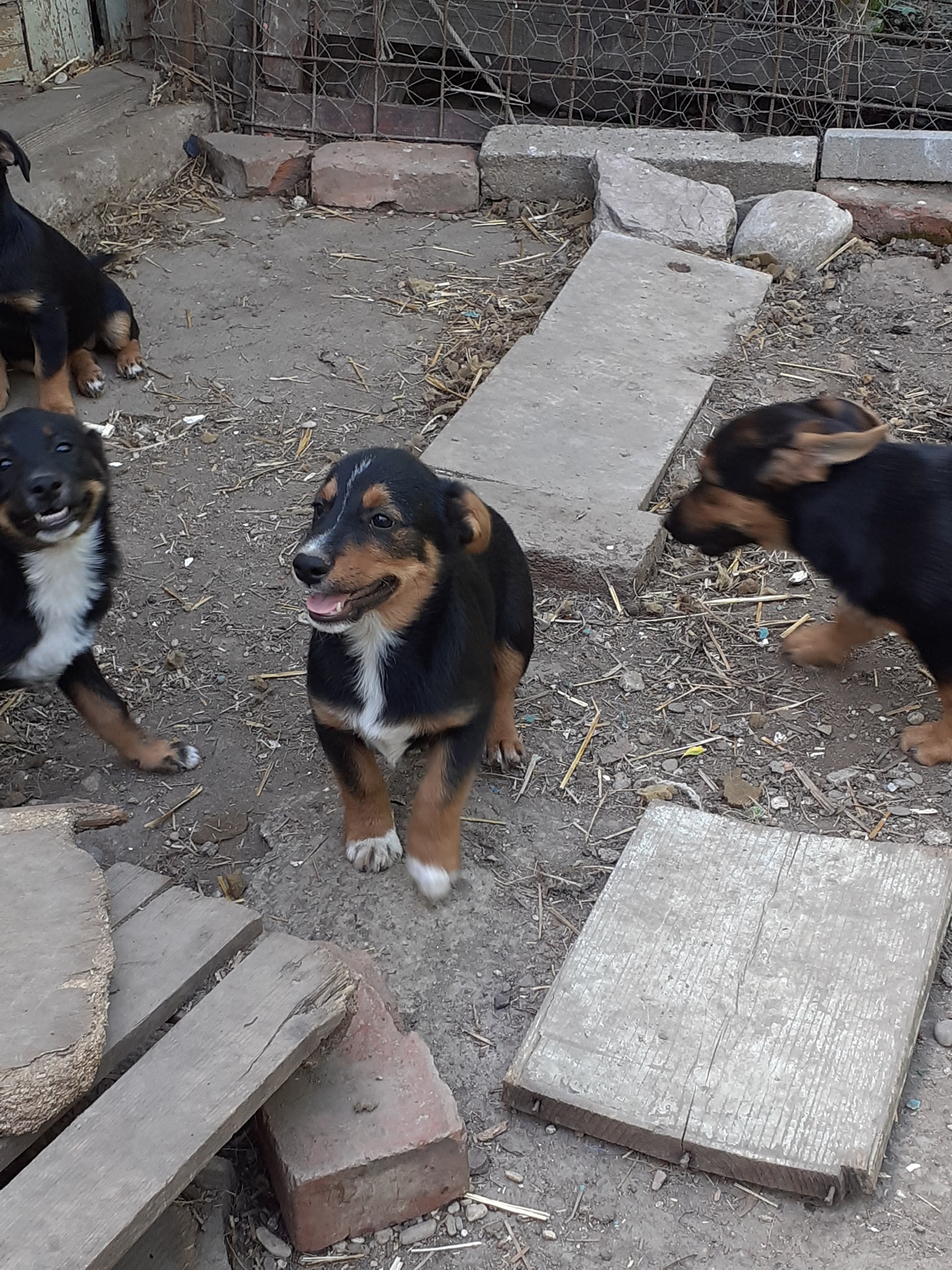 Aldi the Dog Curated Collection - Collection | OpenSea Aldi the Dog Curated Collection - Collection | OpenSea
