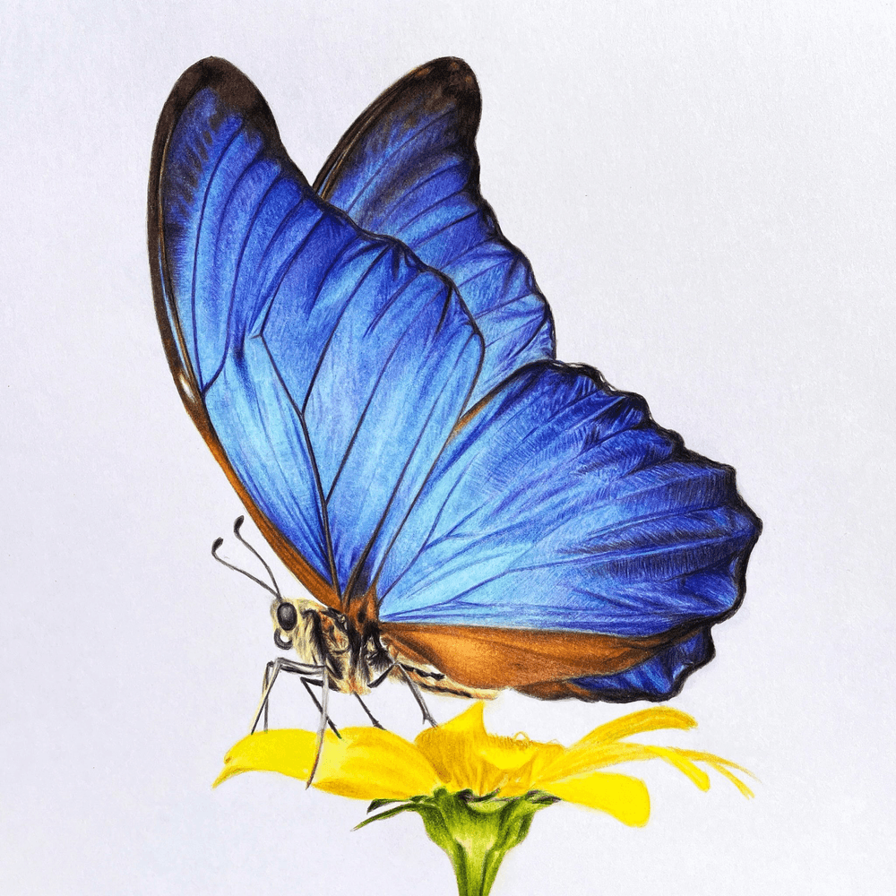 Morpho butterfly - cocomaru_art Collection | OpenSea