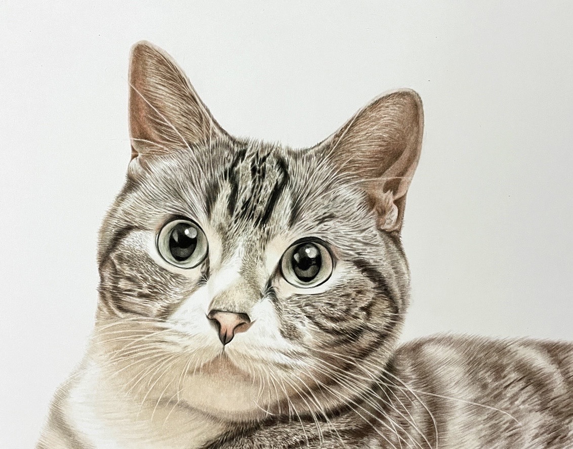 cat - cocomaru_art Collection | OpenSea