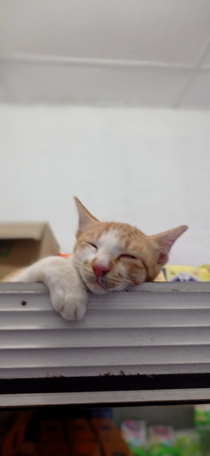 cui cat - Collection | OpenSea