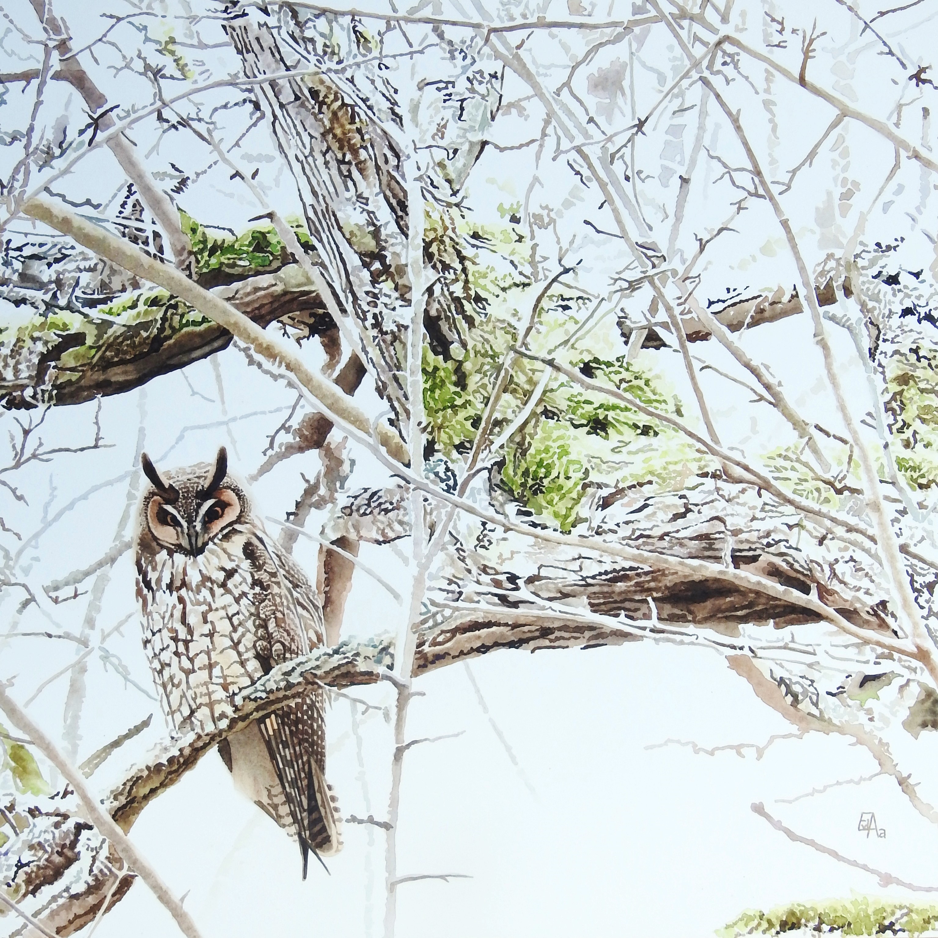 Wildlife Art in Watercolor - Collection | OpenSea